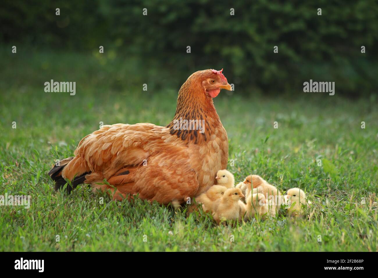 Mother hen with her chicks in the field. Hen with chickens in a rural ...