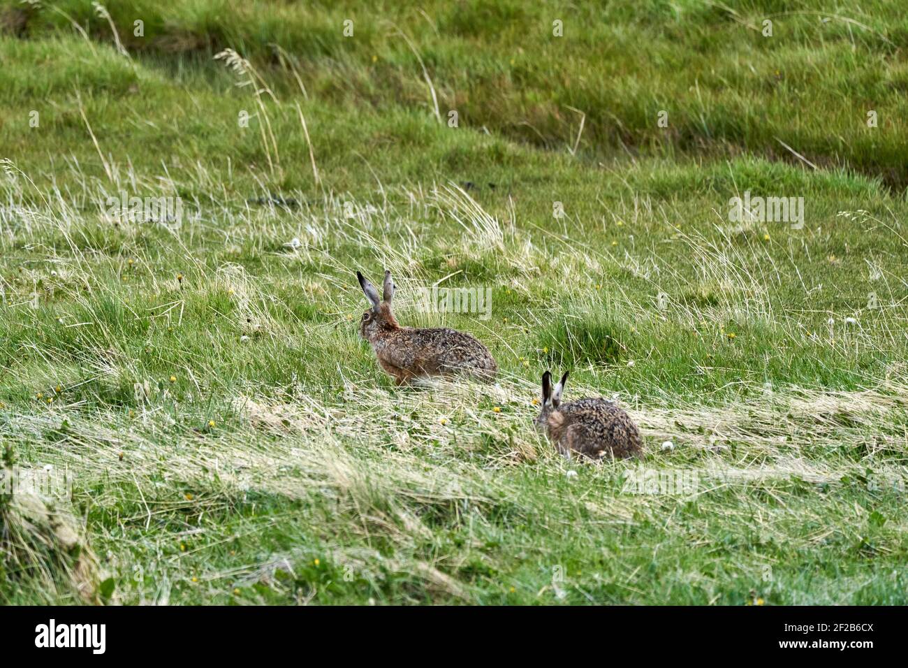 Leporidae, a pair of two Hares sitting on the gras of a green meadow in ...