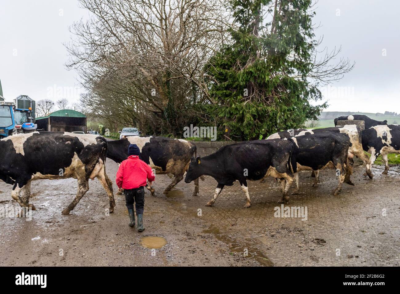 Wet cow pat hi-res stock photography and images - Alamy
