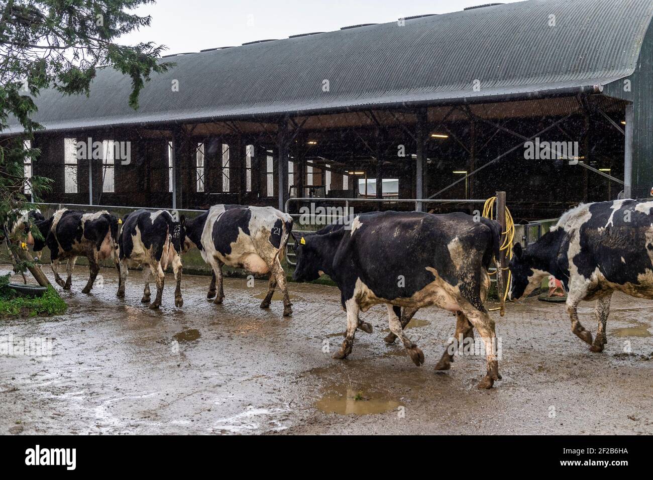 Wet cow pat hi-res stock photography and images - Alamy