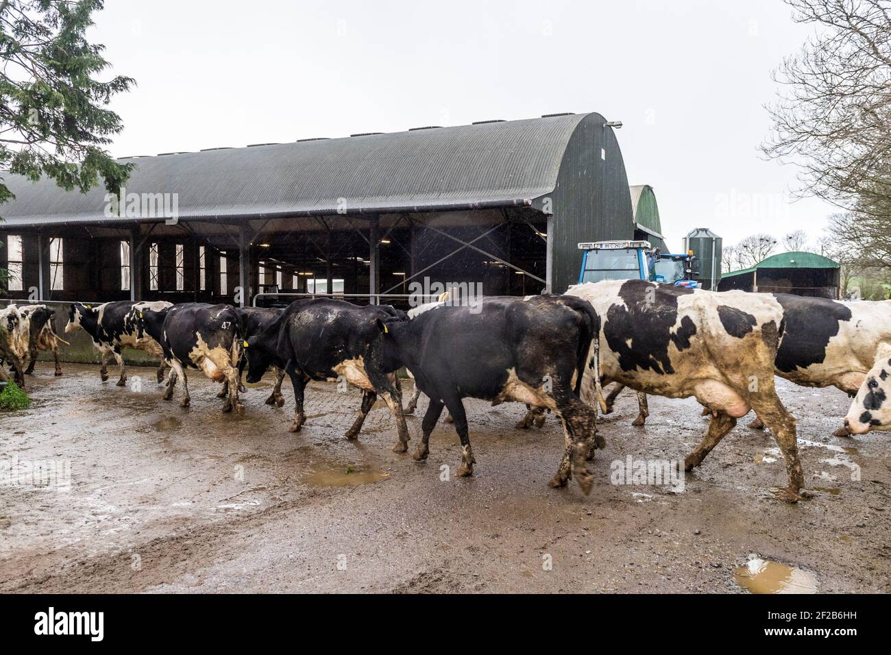 Wet cow pat hi-res stock photography and images - Alamy