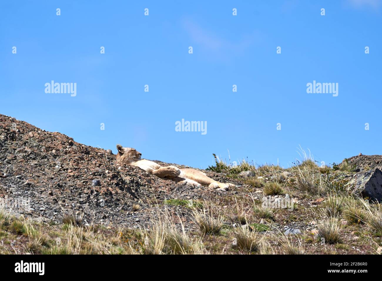 Puma concolor, cougar or mountain lion is a large wild cat of the ...