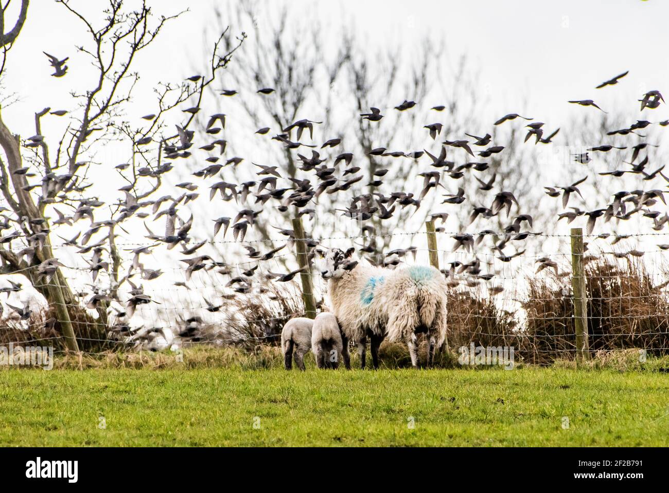 Flying sheep hi-res stock photography and images - Alamy