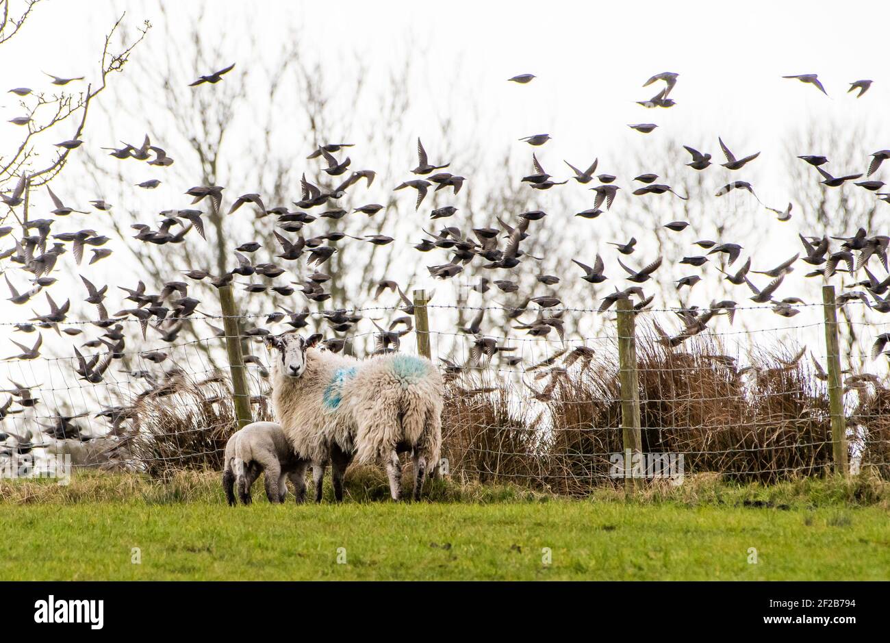 Flying sheep hi-res stock photography and images - Alamy