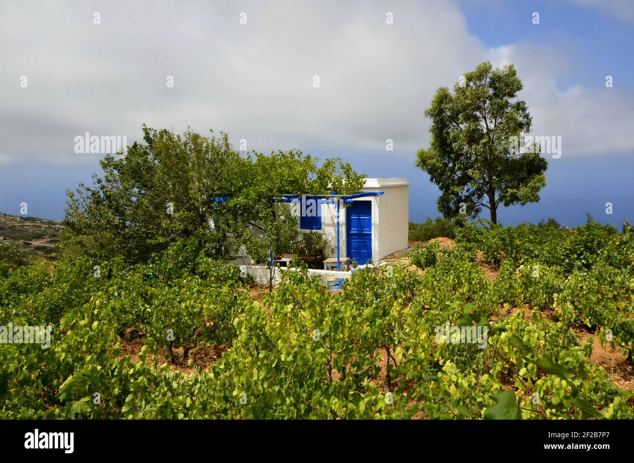 Landscape with view of a traditional rural house in the vineyard ...