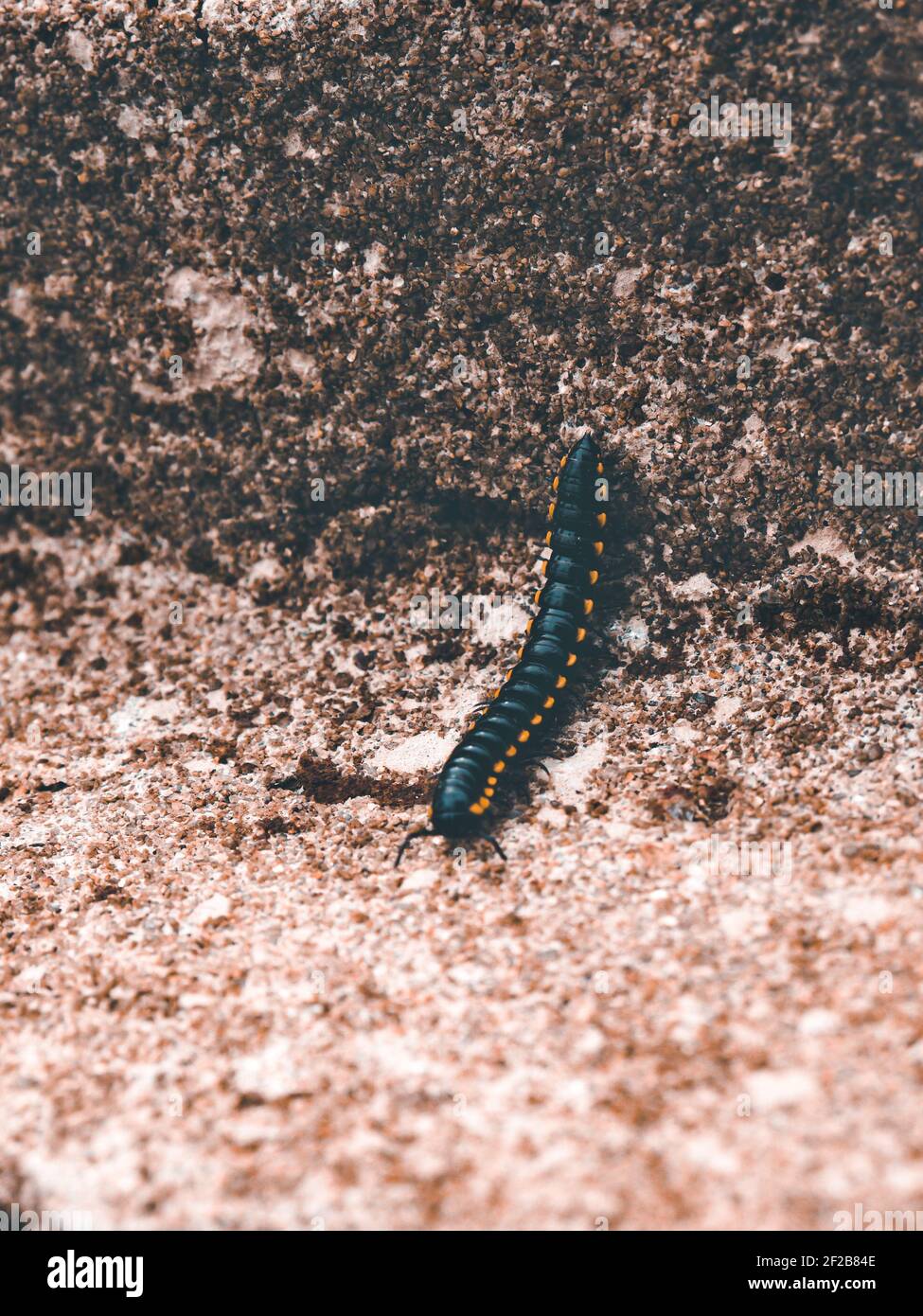 Black diplopoda arthropod hi-res stock photography and images - Alamy