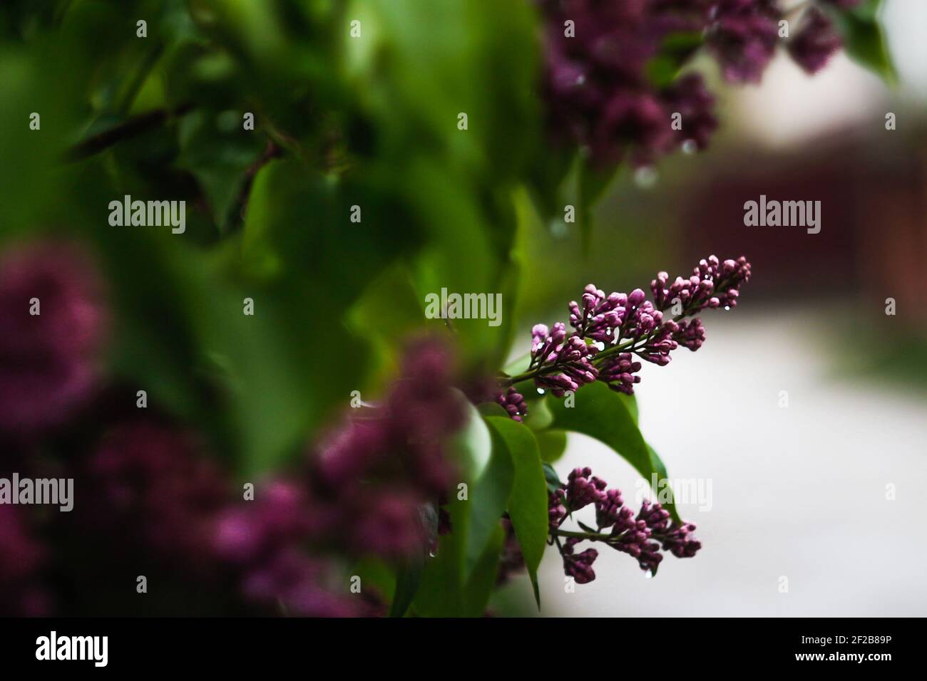 A bunch of violet pink wet lilacs with a drop of water in the ...