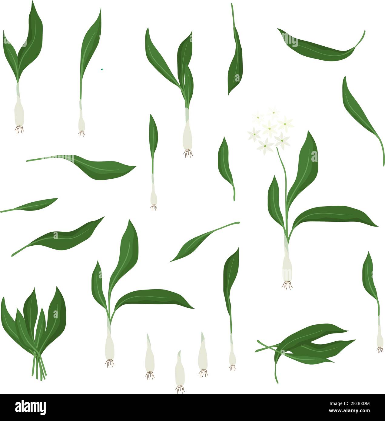 Wild garlic - vector illustration Stock Vector Image & Art - Alamy
