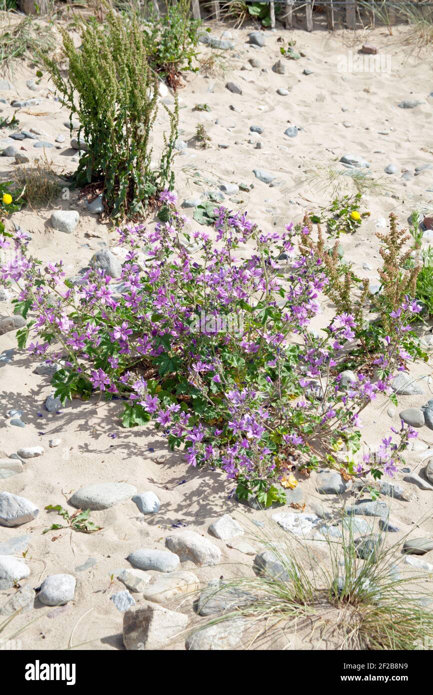 Common Mallow growing on the beach at Conwy Snowdonia North Wales Stock ...