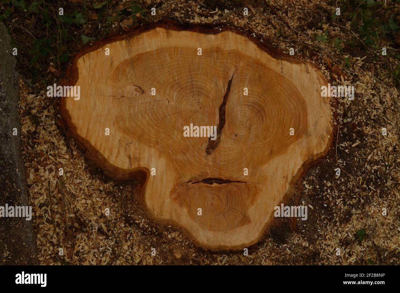 Wooden Face High Resolution Stock Photography and Images - Alamy