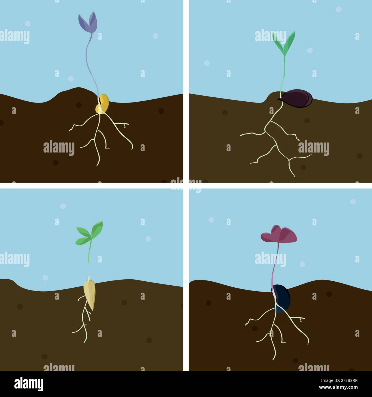 Seed Growing Vector