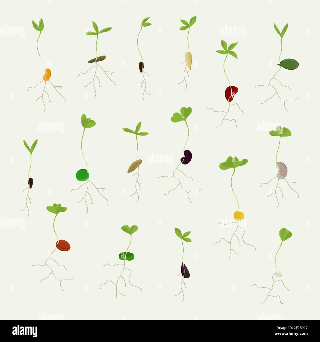 Set of growing seeds - vector illustration Stock Vector Image & Art - Alamy