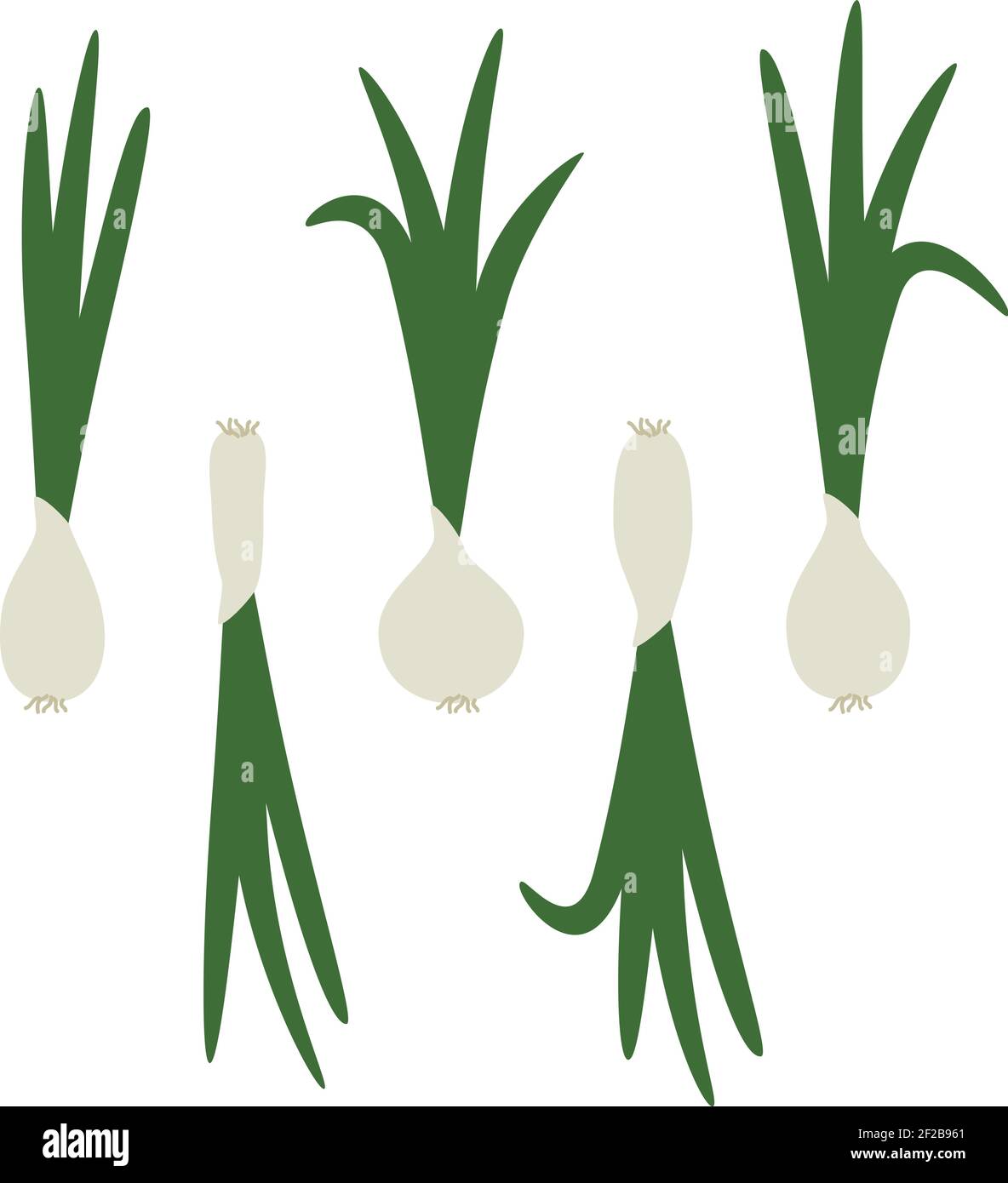 Spring onions with roots Stock Vector Images - Alamy