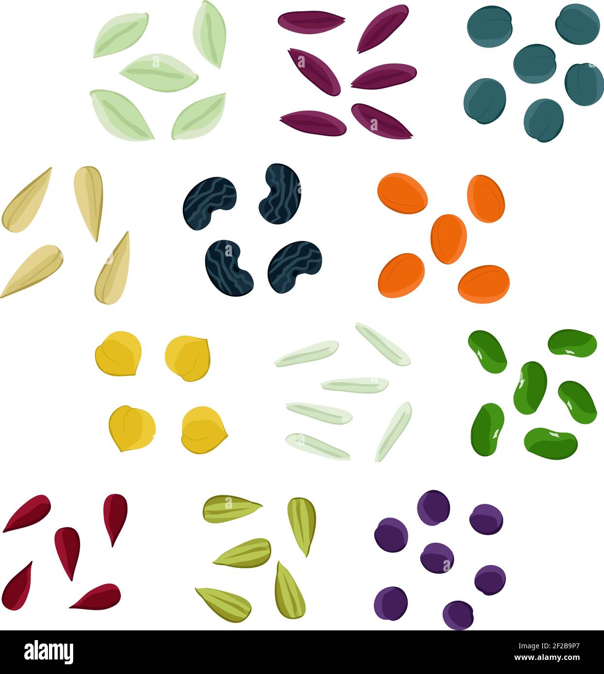 Set of various seeds - vector illustration Stock Vector Image & Art - Alamy