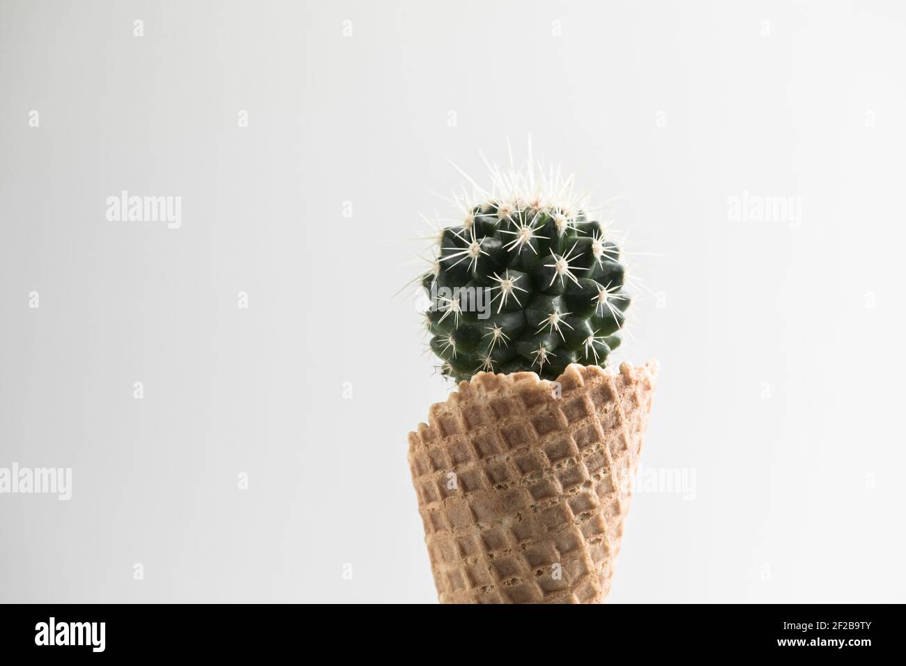 Cactus in the ice cream waffle. Creative concept. Minimalism Stock ...