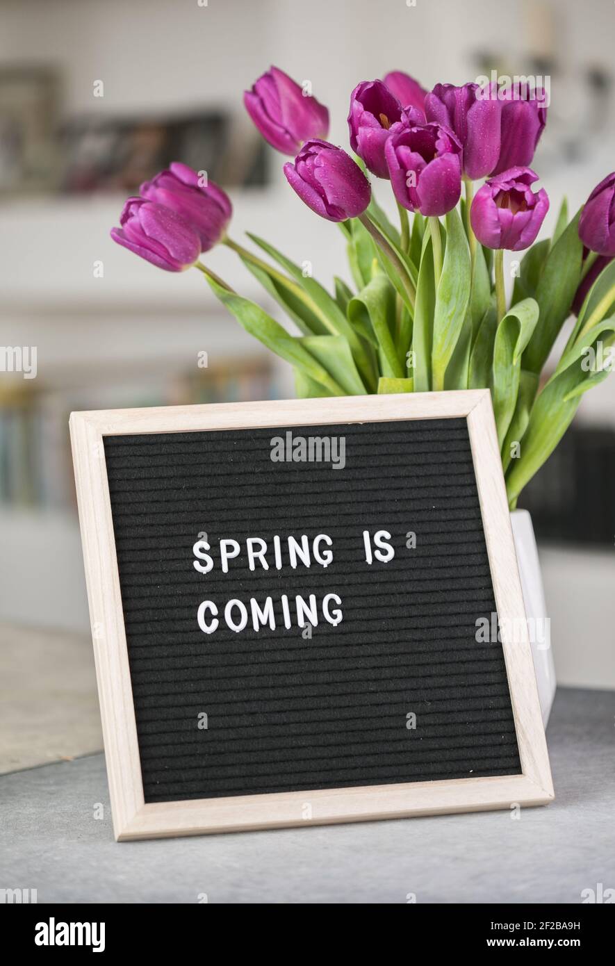 Text Spring is coming on letter board and bouquet of purple Tulips ...