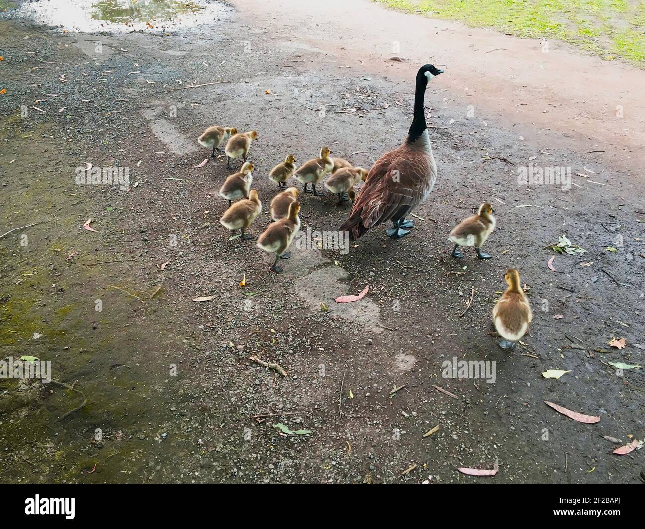 Female goose with her goslings, California, USA Stock Photo - Alamy