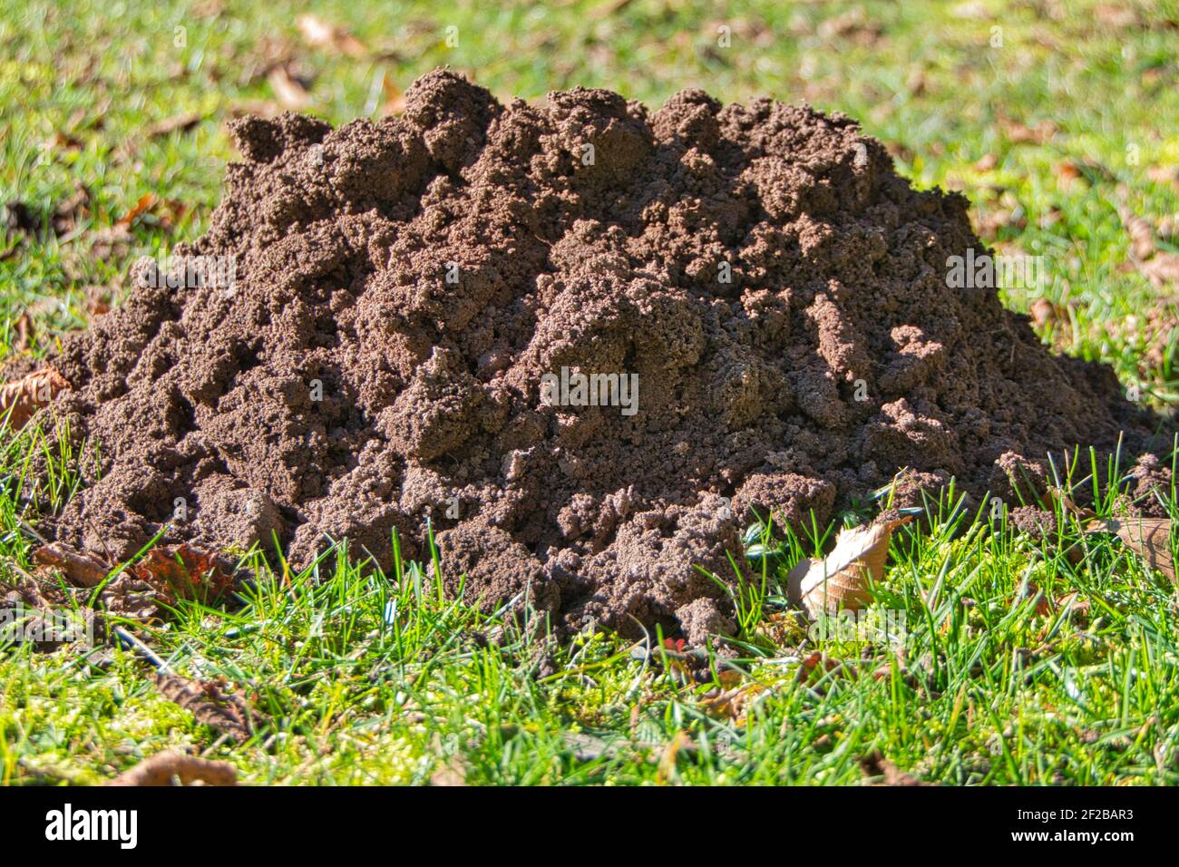 Plant on a molehill hi-res stock photography and images - Alamy