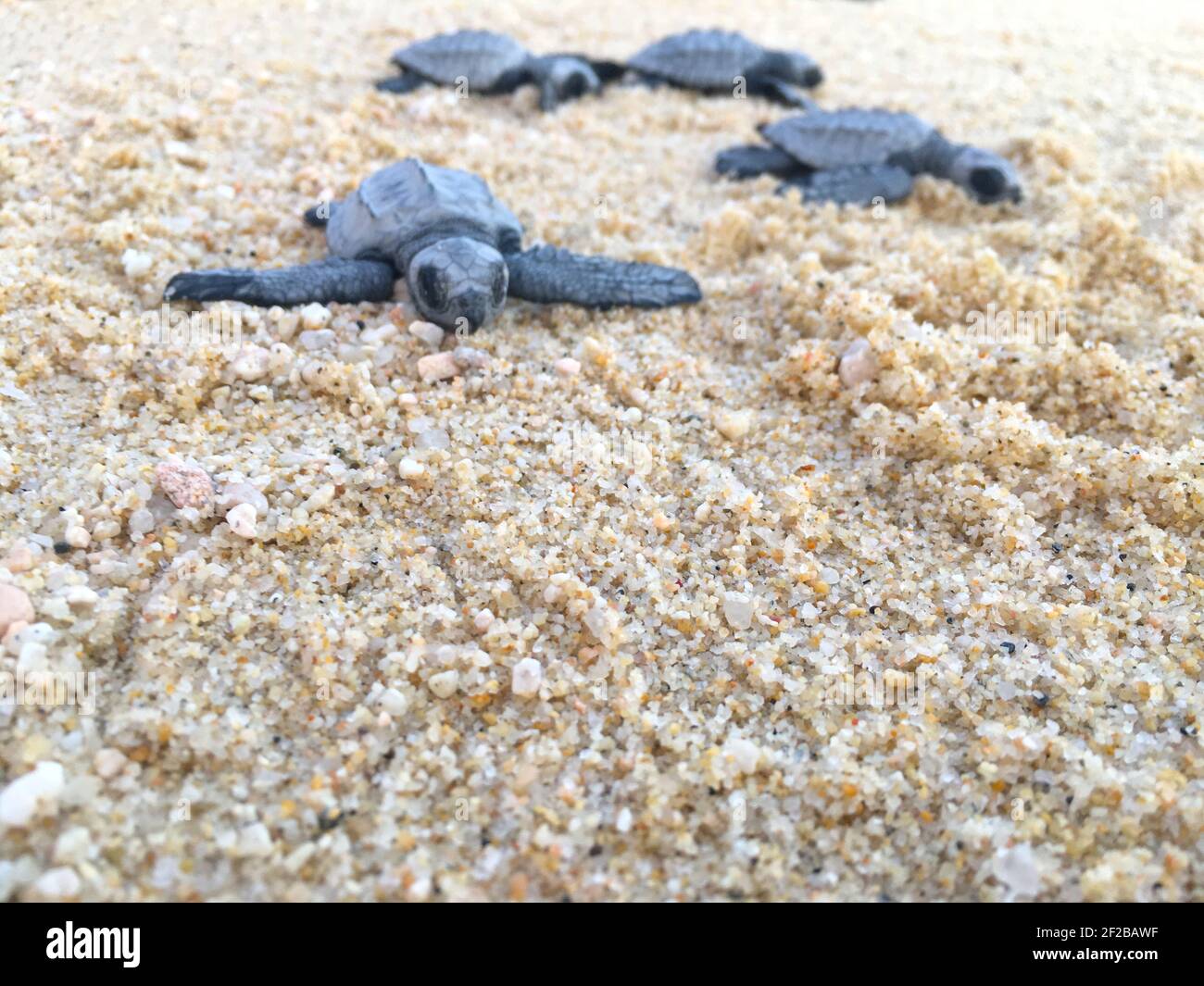 Baby turtles hatching hi-res stock photography and images - Alamy