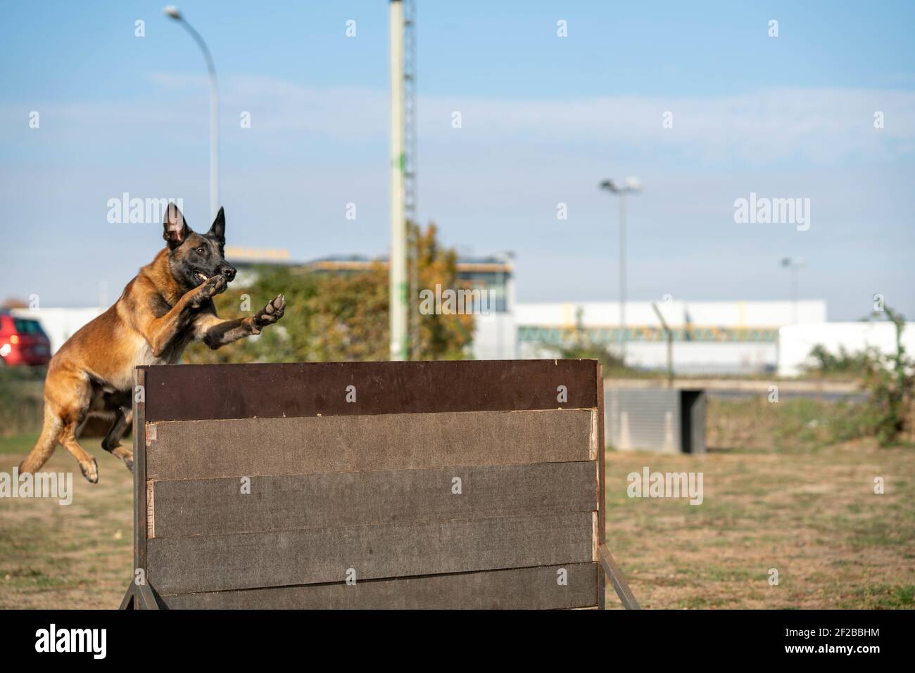 A police dog jumping through a fence at a training area Stock Photo - Alamy