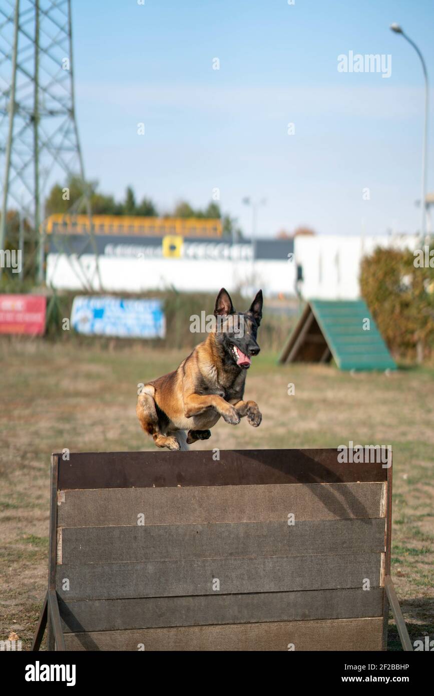 A vertical shot of a police dog jumping through a fence at a training ...