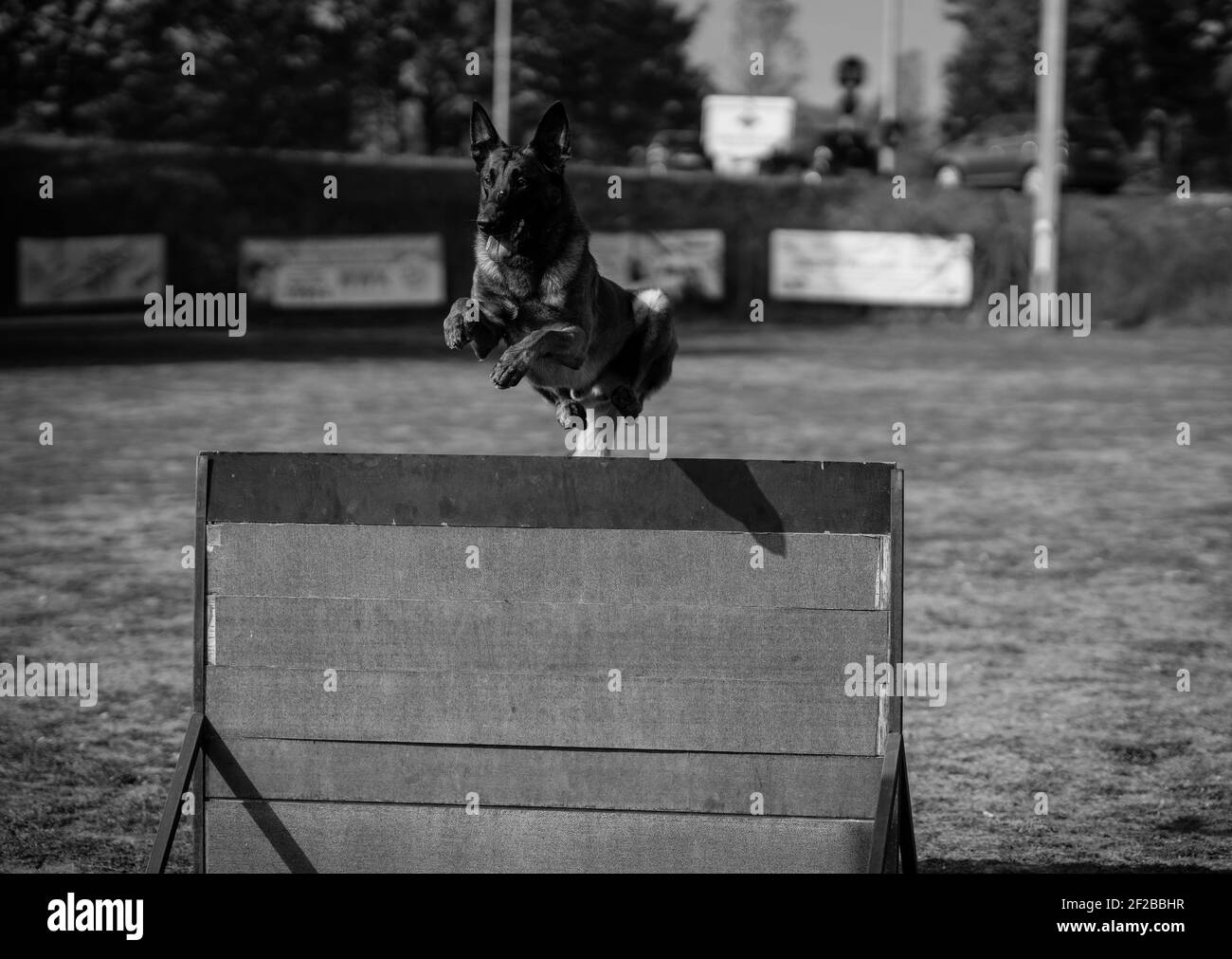 Police dog Black and White Stock Photos & Images - Alamy