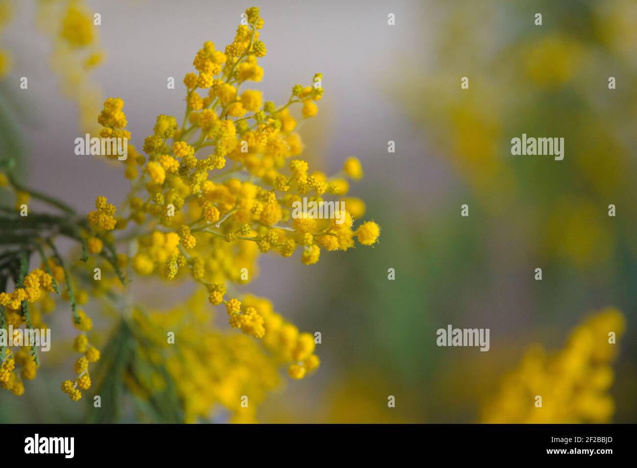 Beautiful spring colours hi-res stock photography and images - Alamy