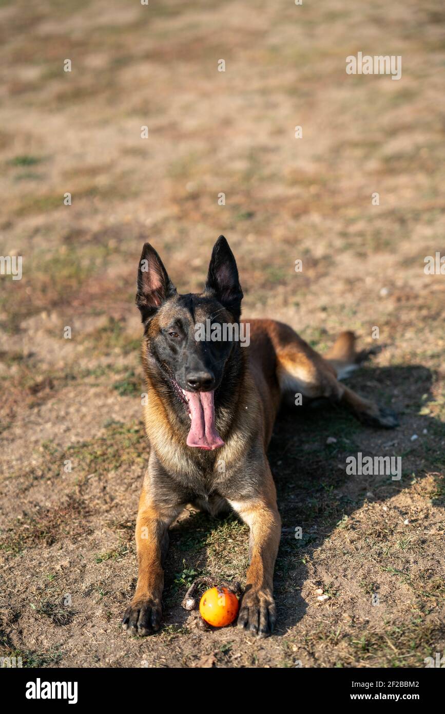 A vertical shot of a shepherd dog lying on the ground in front of a ...