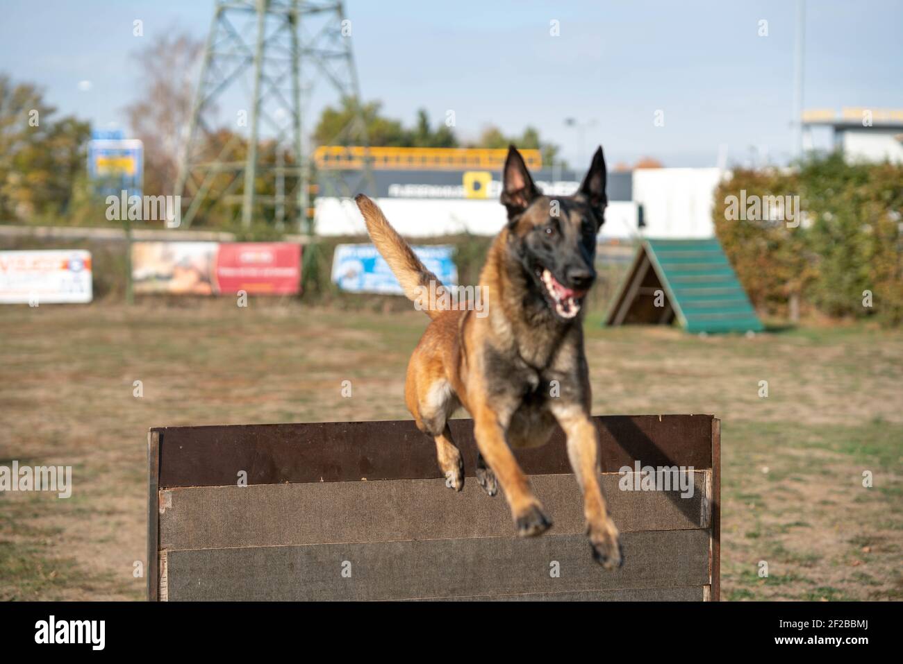 A police dog jumping through a fence at a training area Stock Photo - Alamy