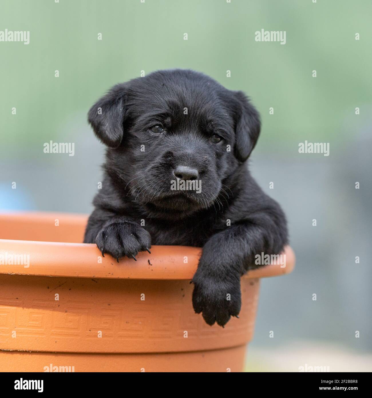 Labrador pup sat hi-res stock photography and images - Alamy