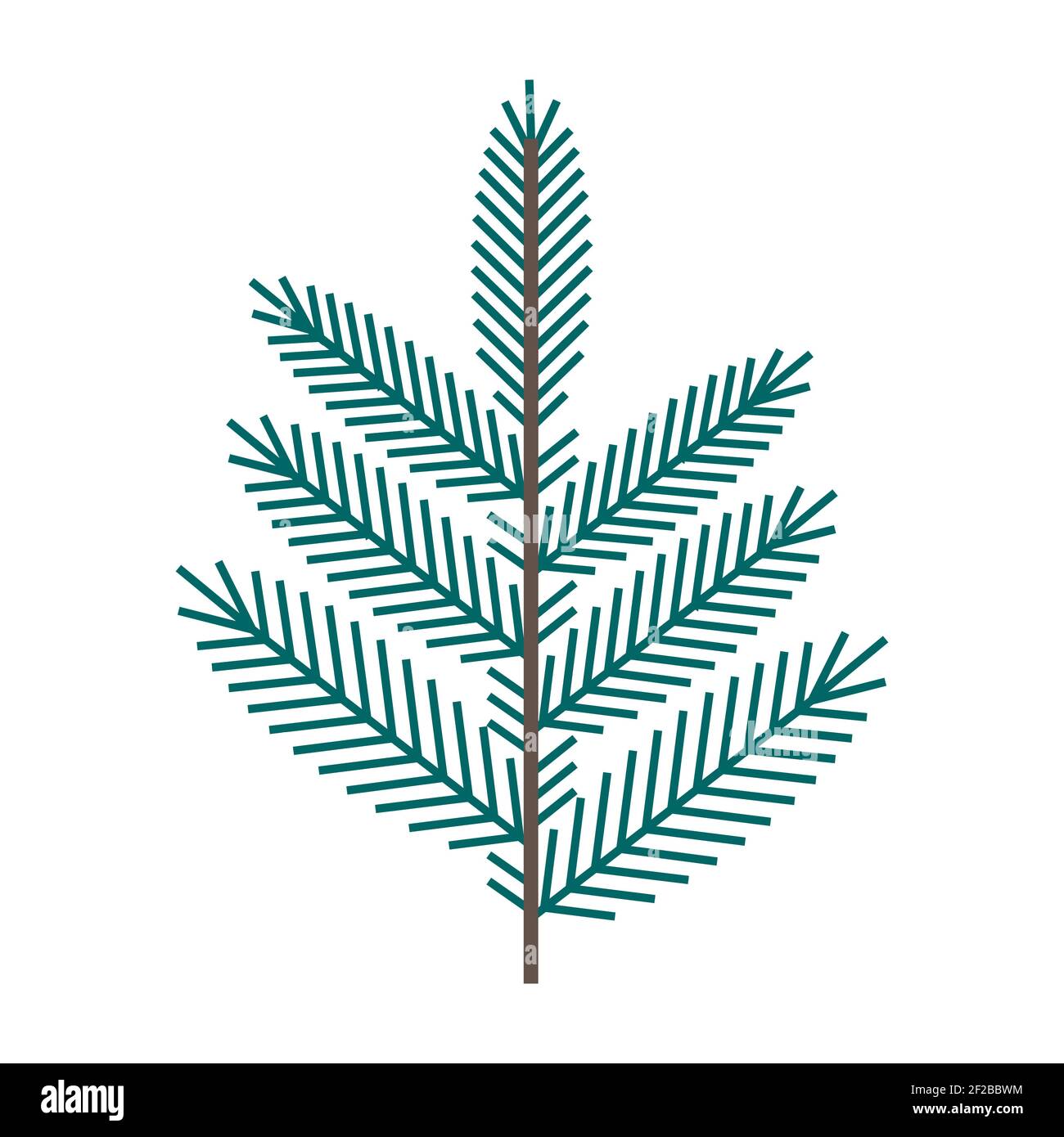 Simple minimalistic green branch of a spruce with needles. Floral ...