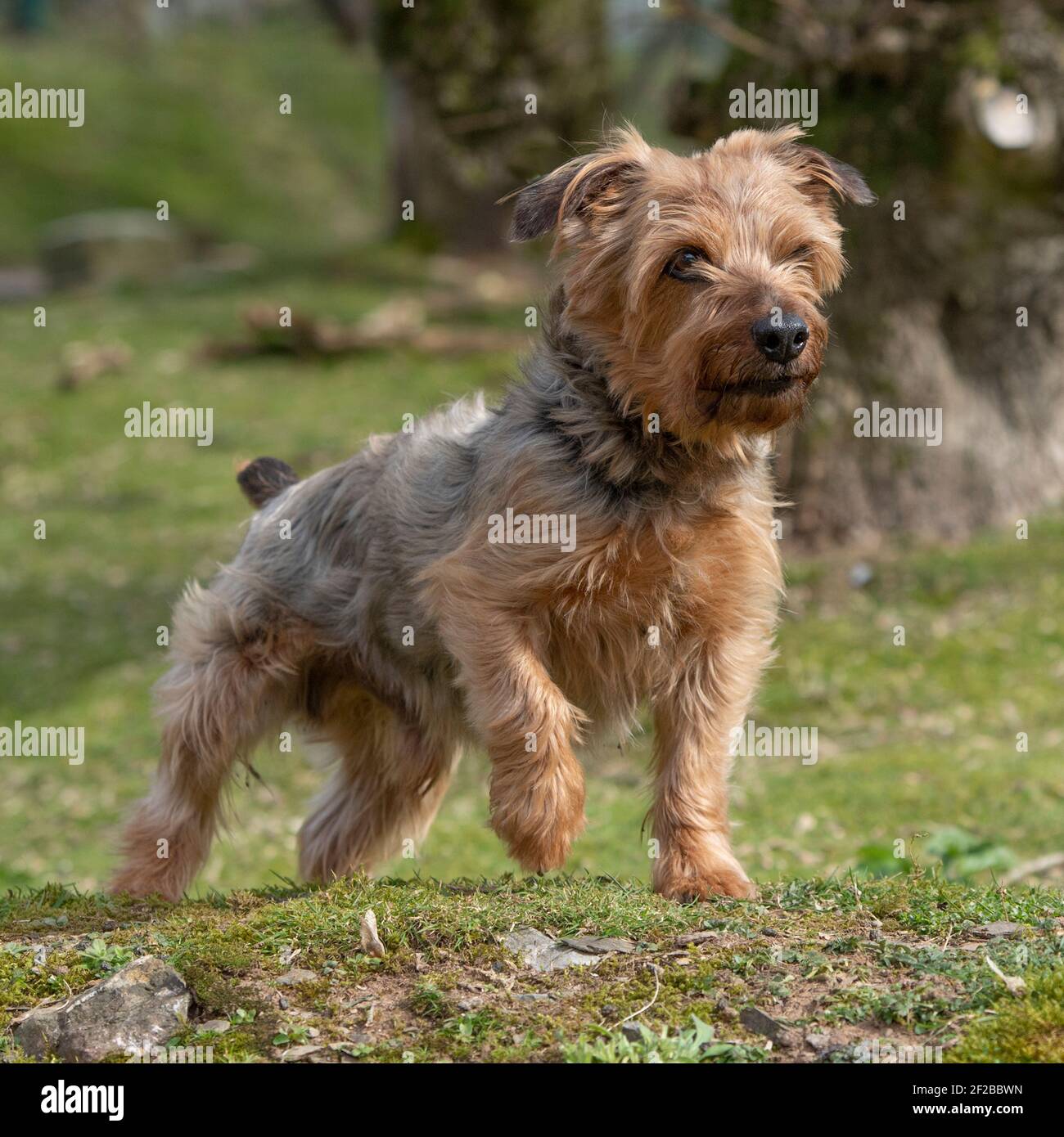 Yorkshire terrier dog side view hi-res stock photography and images - Alamy