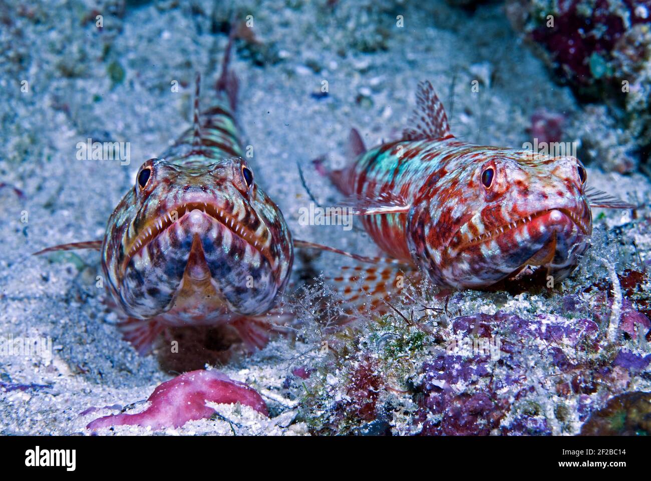Two lizardfish (Synodontidae), Lembeh Strait, Sulawesi, Indonesia Stock ...