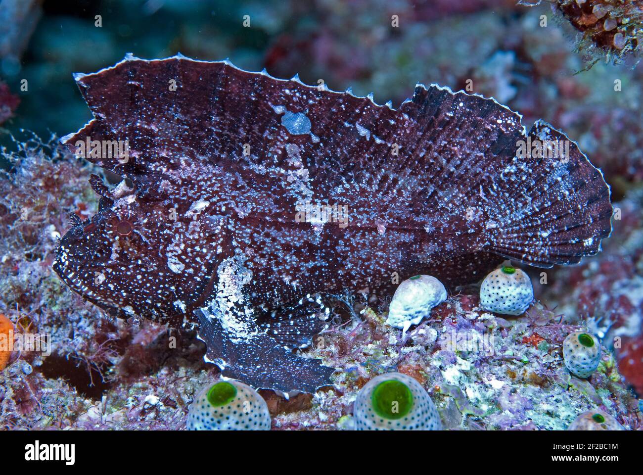 Leaf scorpionfish. (Taenianotus triacanthus), Lembeh Strait, Sulawesi ...