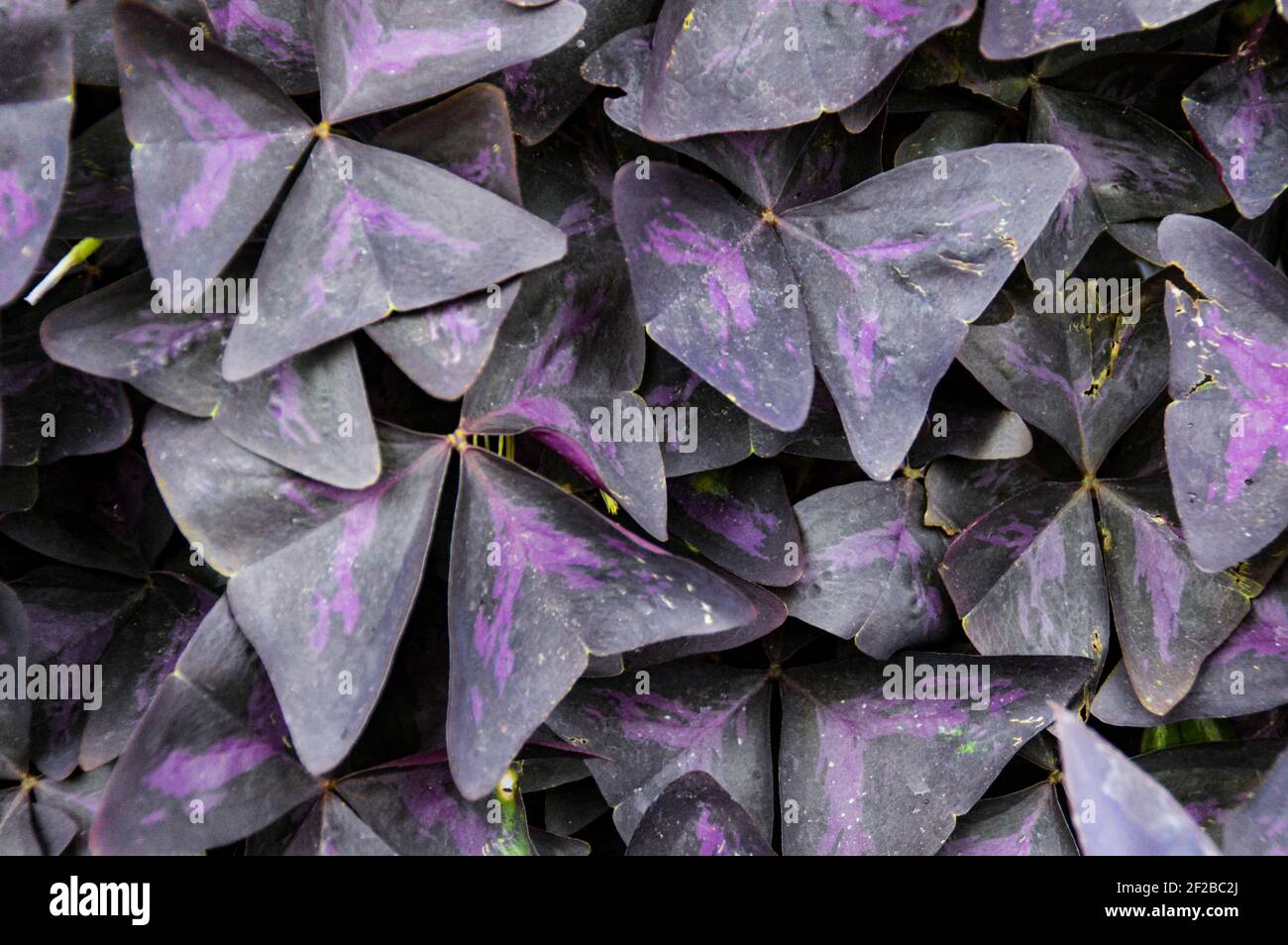 A closeup shot of leaves of Oxalis Triangularis (false shamrock), a ...