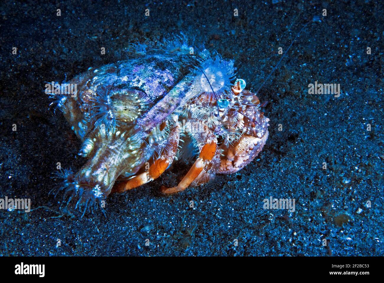 Anemone covered shell hi-res stock photography and images - Alamy