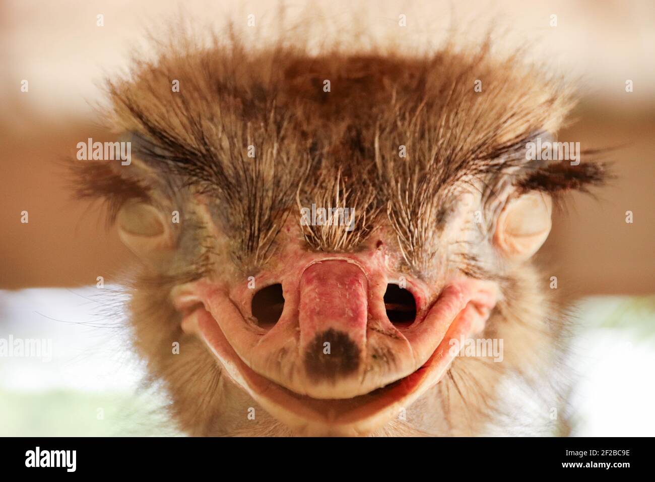A closeup shot of a funny ostrich bird head on a blurred background ...