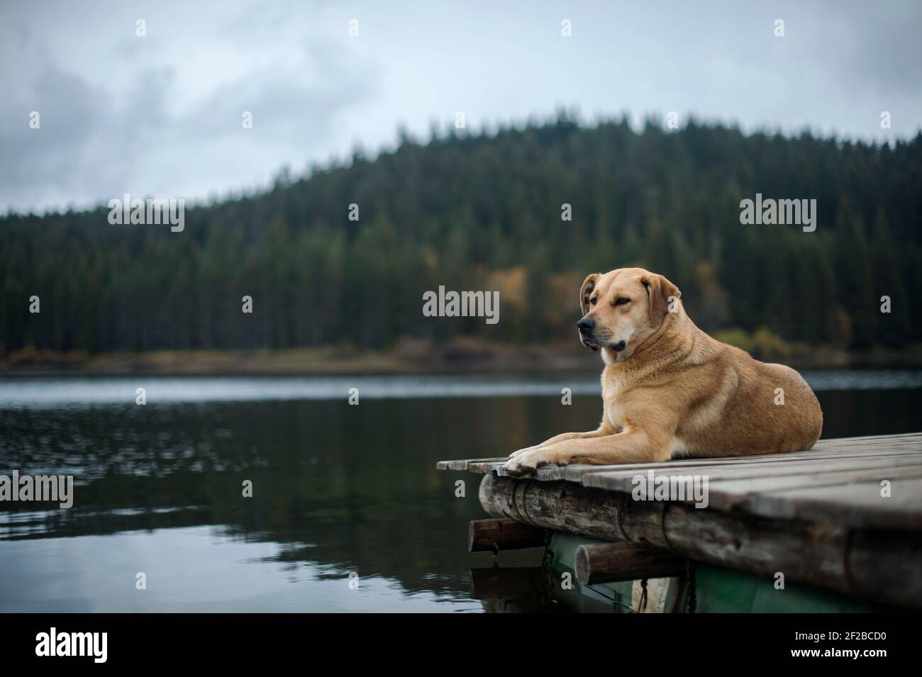 Dog on jetty hi-res stock photography and images - Alamy