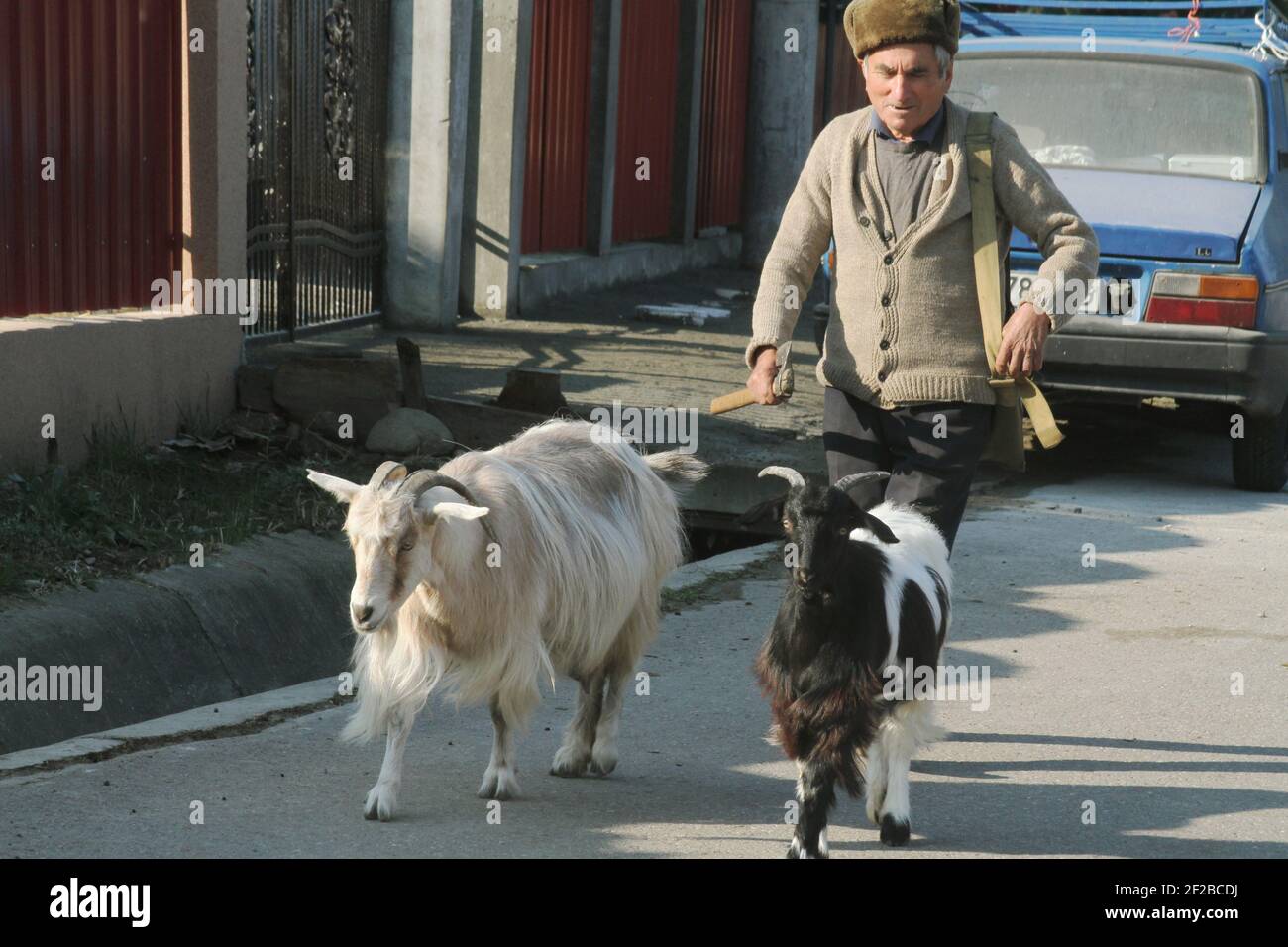 Run with the goats hi-res stock photography and images - Alamy