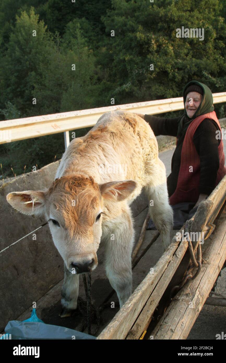 Beef cattle transport hi-res stock photography and images - Alamy