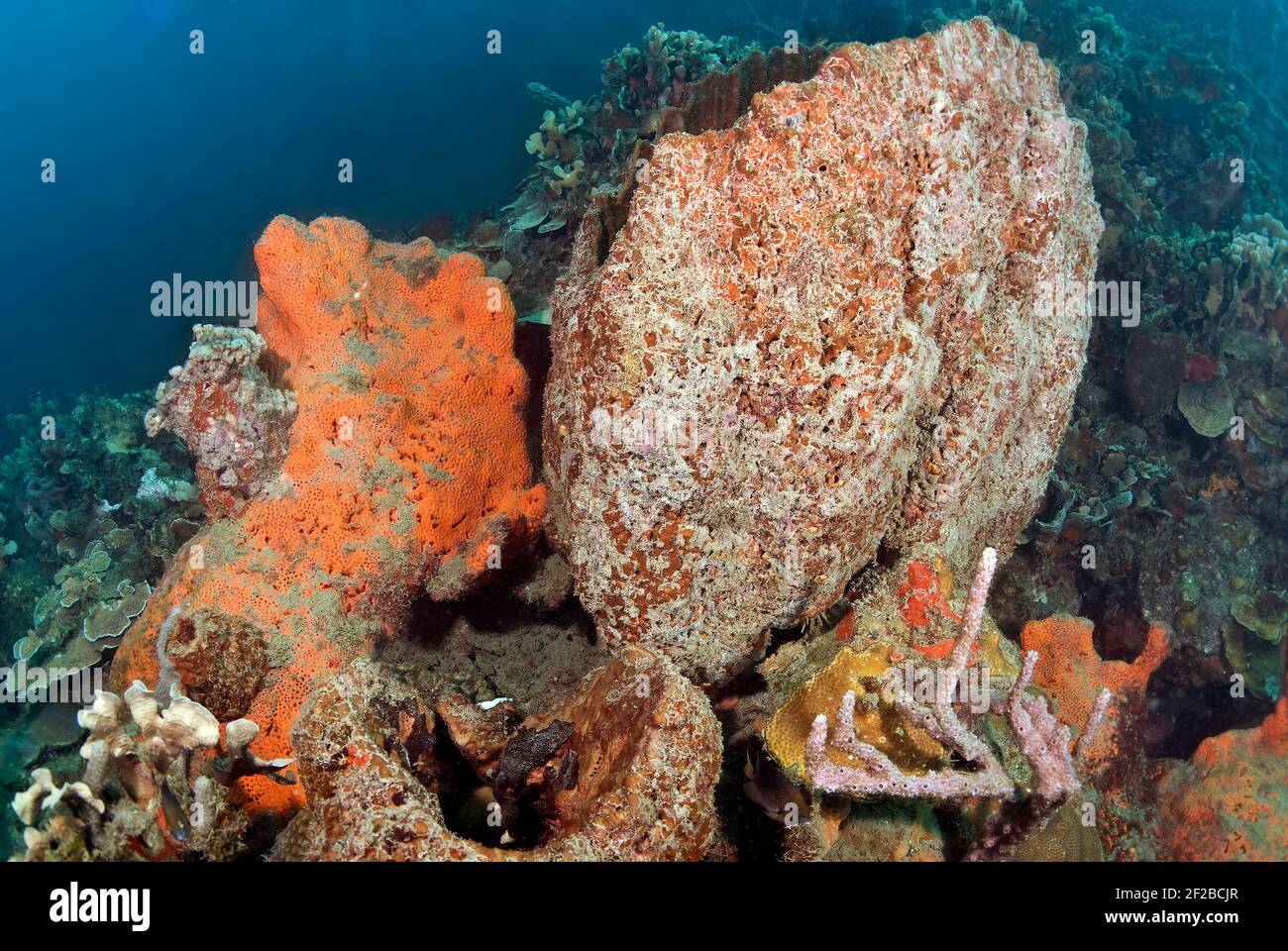 Leathery barrel sponges and elephant ear sponge, Rosario Islands ...