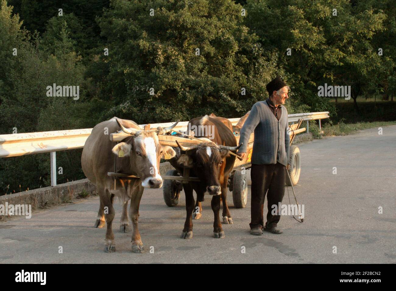 Cattle pulling load hi-res stock photography and images - Alamy