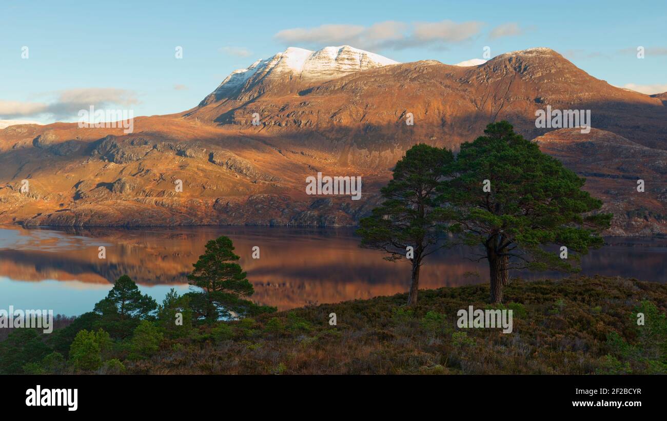 Native Scots pine with Loch Maree and Slioch beyond, highland Scotland ...