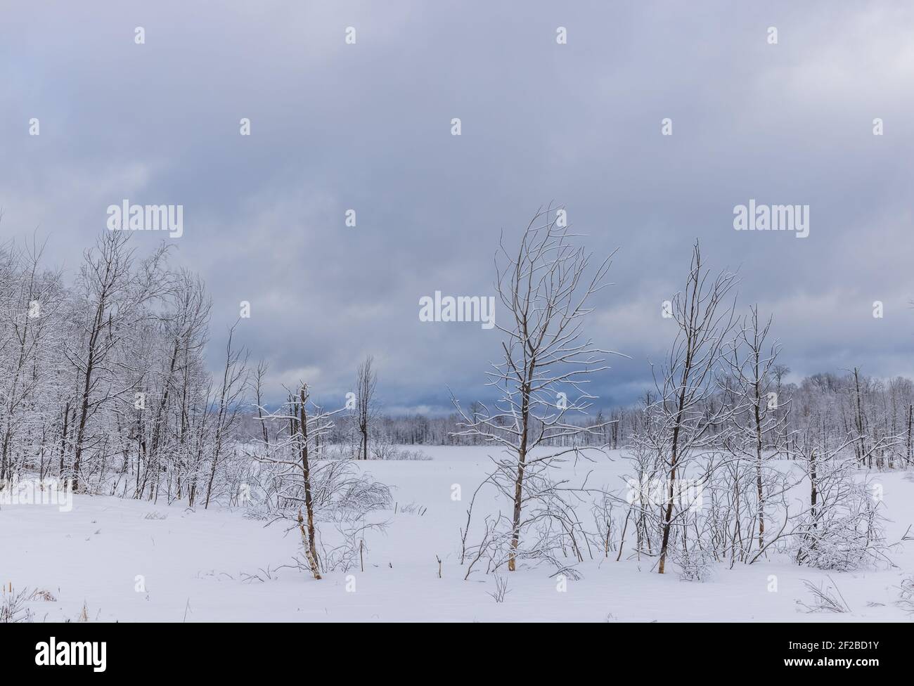 A frozen wetland in northern Wisconsin Stock Photo - Alamy
