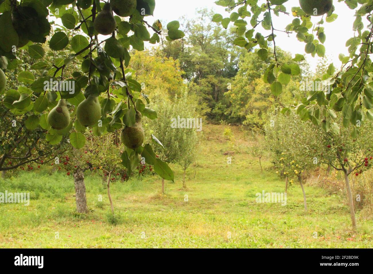 Pears growing in the tree, ready for harvest. Orchard with apple and ...