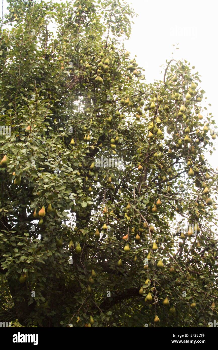 Pears growing in the tree, ready for harvest Stock Photo - Alamy