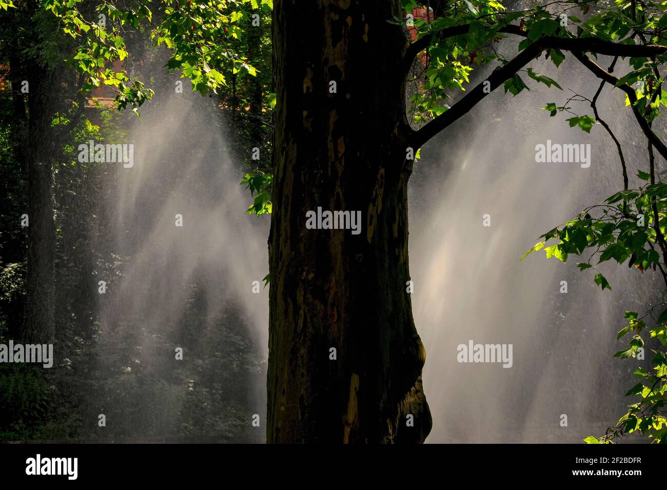 Sunlight filtered through a tree hi-res stock photography and images ...