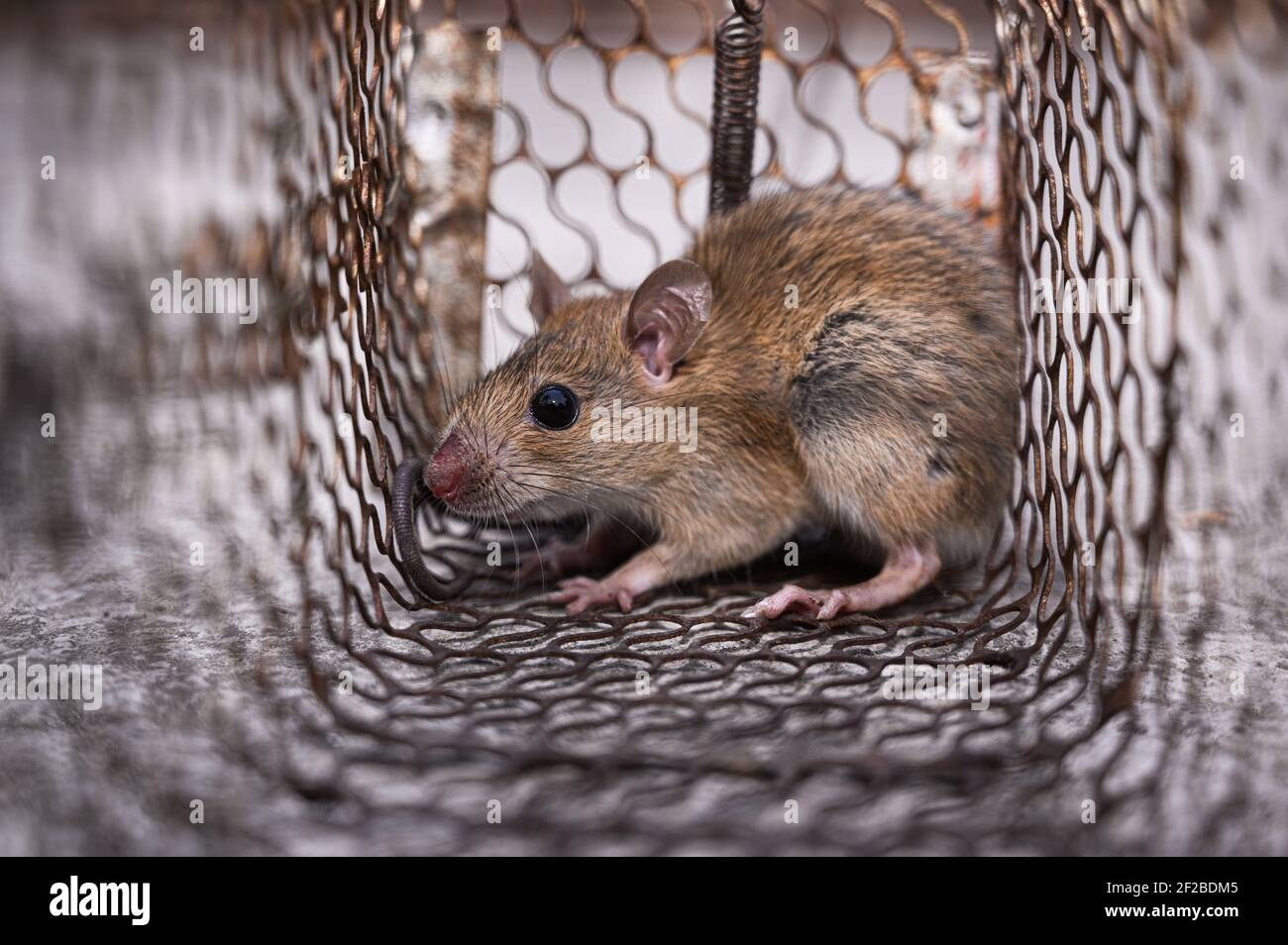 The brown rat (Rattus norvegicus) or common rat, trapped in a cage ...