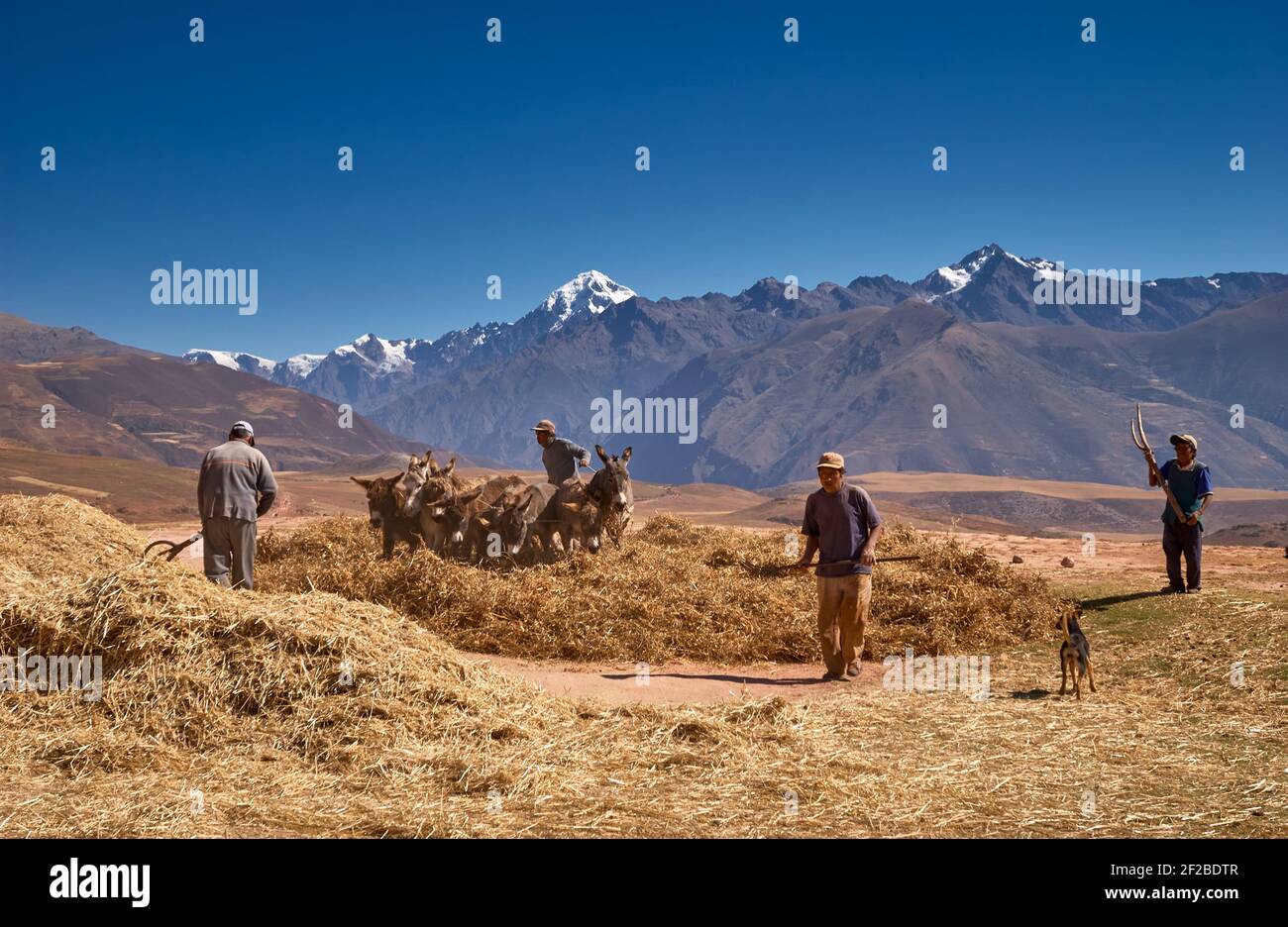 farmers using donkeys for threshing corn, Andes Mountains in background ...