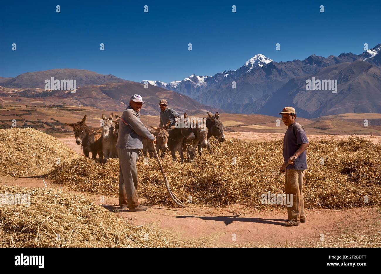 farmers using donkeys for threshing corn, Andes Mountains in background ...